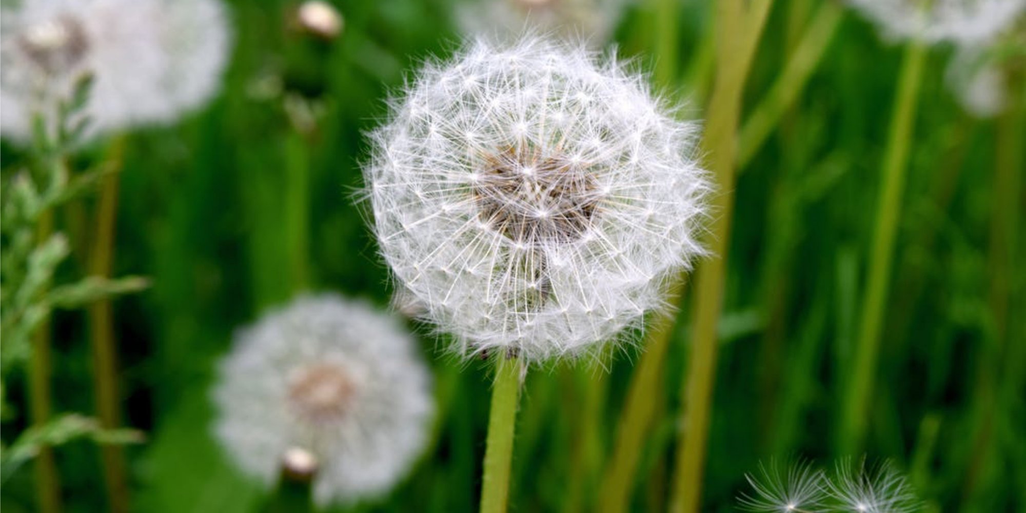 Magazin Pusteblume - Löwenzahn Erziehungshilfe